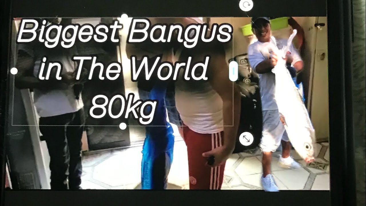 Higanteng Bangus (Biggest Milk Fish in the World) - YouTube