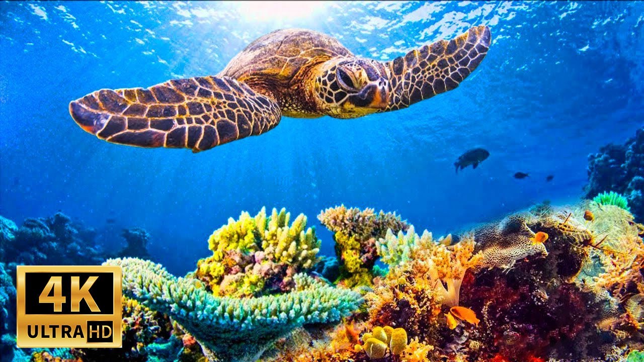 3 HOURS Stunning 4K Underwater footage + Music | Nature Relaxation ...