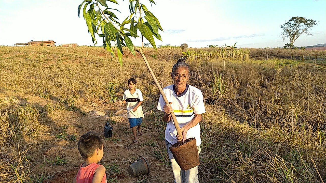 PLANTANDO MUDA DE FRUTA NA MINHA CHÁCARA ( MANGA PALMER ) - YouTube