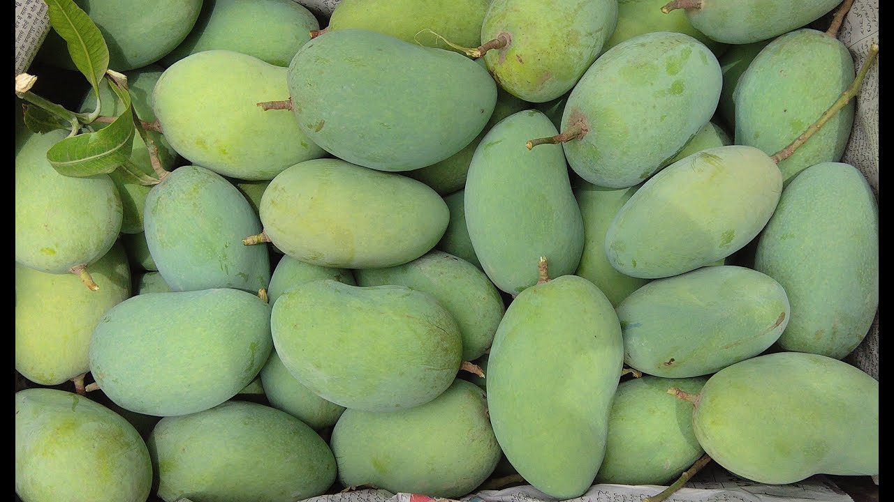 Angel Chausa mango Harvesting technique. - YouTube