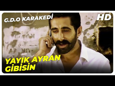 Komşu Kızı Kardeştir, Kaldır Kaldır Yerleştir - G.D.O Kara Kedi | Şafak Sezer Türk Filmi