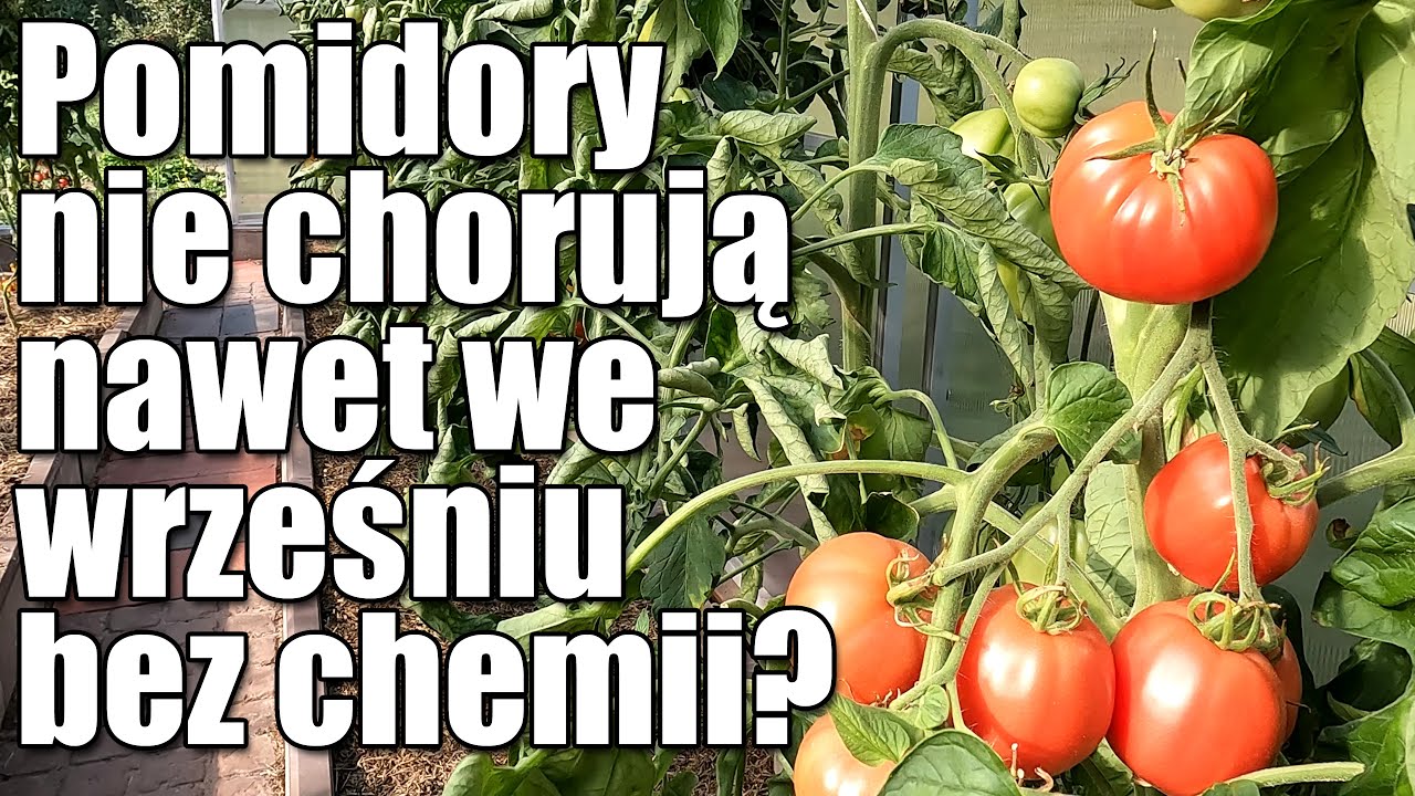 Pomidory nie chorują nawet we wrześniu bez użycia chemii? Podstawy ...