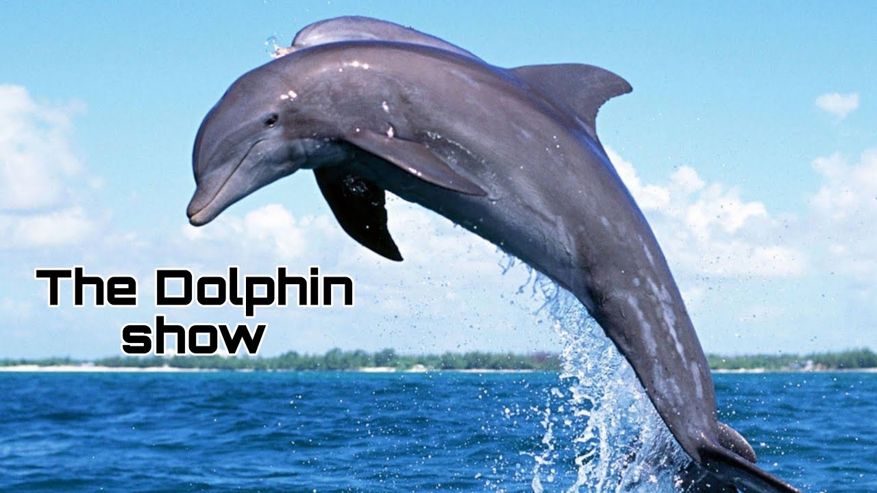 The Dolphin show || Aquarium tour || Fun with Dolphins in the Aquarium ...