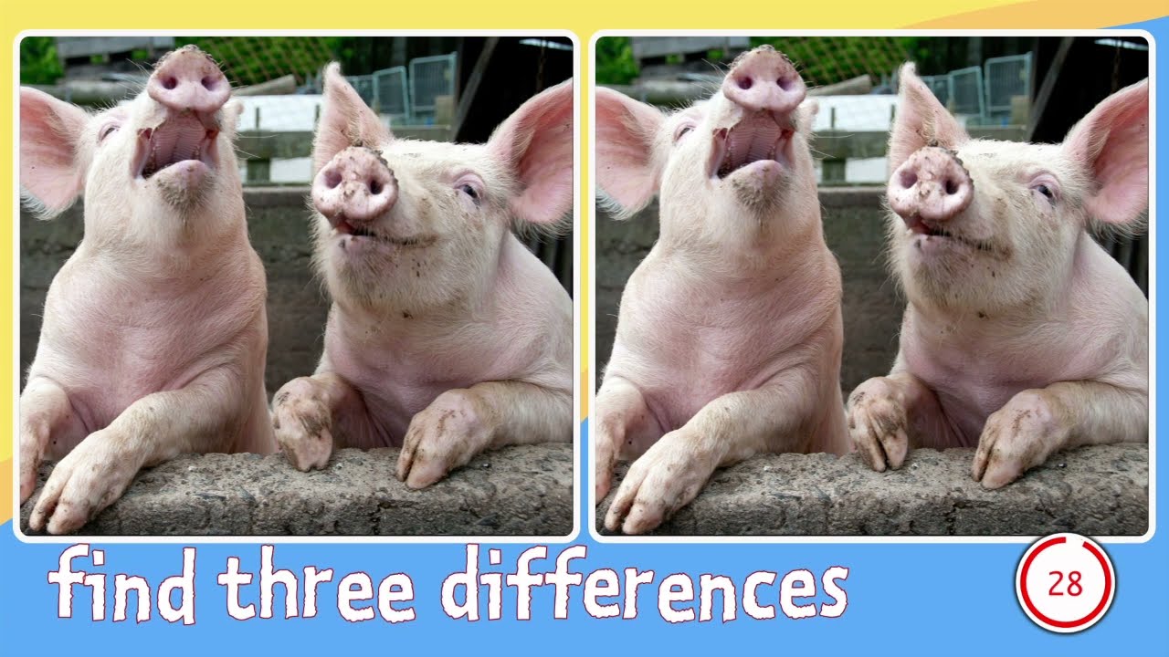 Find Three Differences--FUNNY ANIMALS--#30 - YouTube