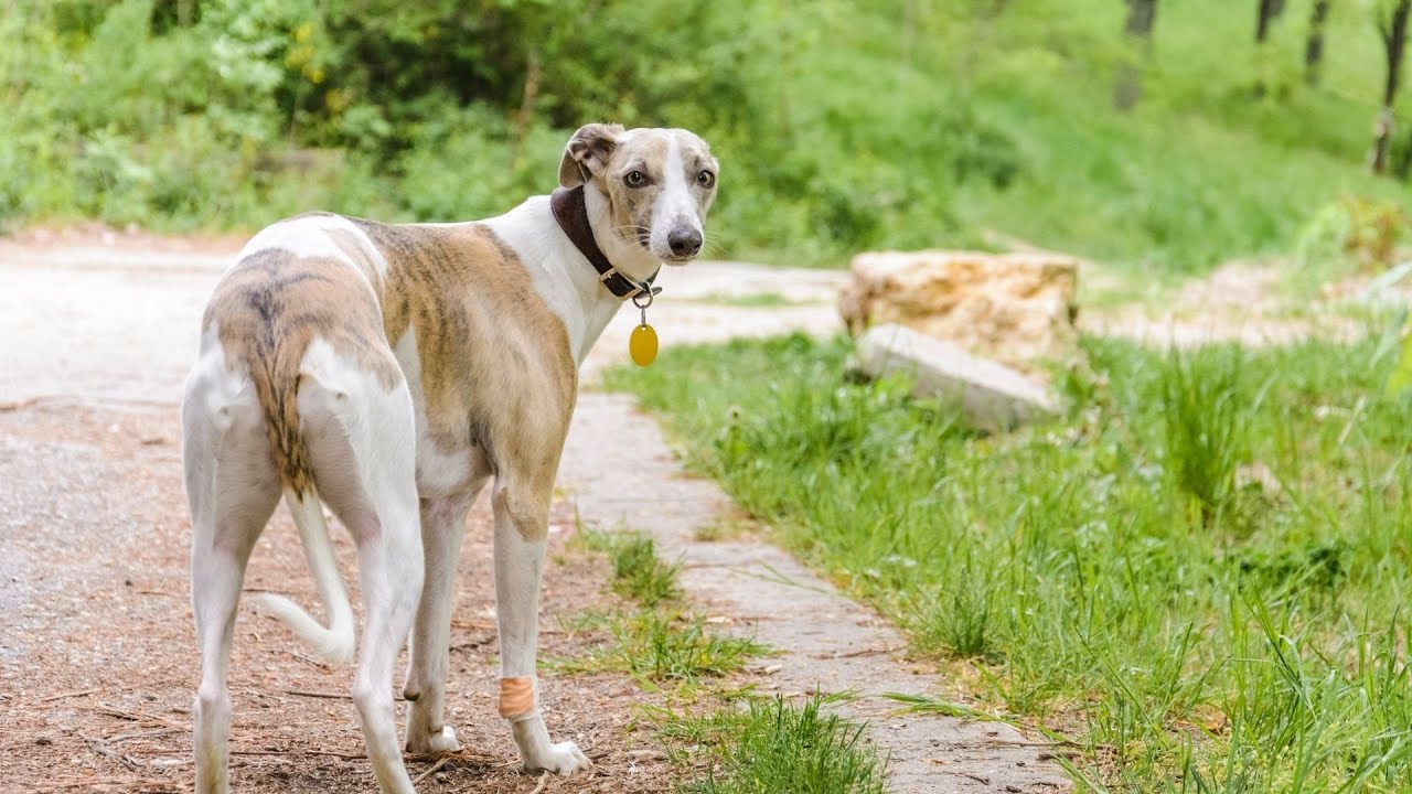 Impress Everyone with These Amazing Whippet Training Tricks! - YouTube