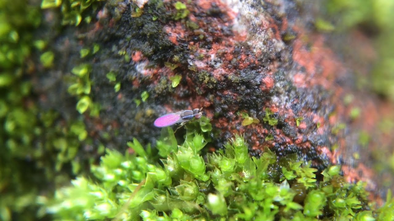 Small Dung Flies | Sphaeroceridae - YouTube