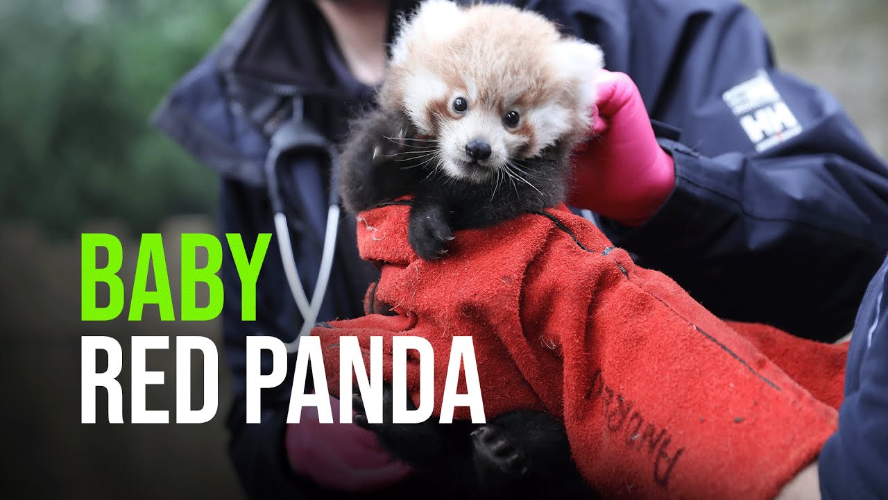 Ruby The Baby Red Panda Gets Her First Health Check - YouTube