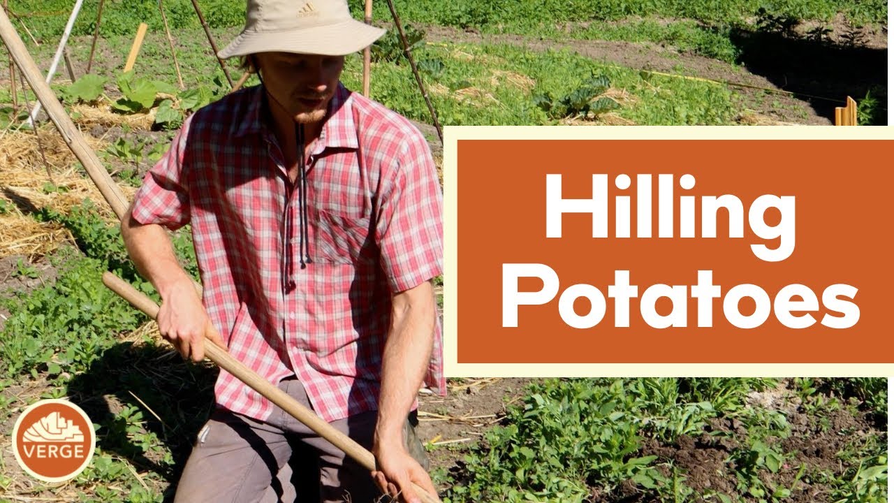 Hilling Potatoes for Maximum Yield - YouTube