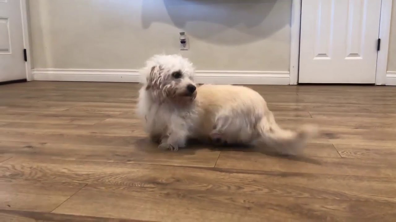 Video of adoptable pet named Bruno - YouTube