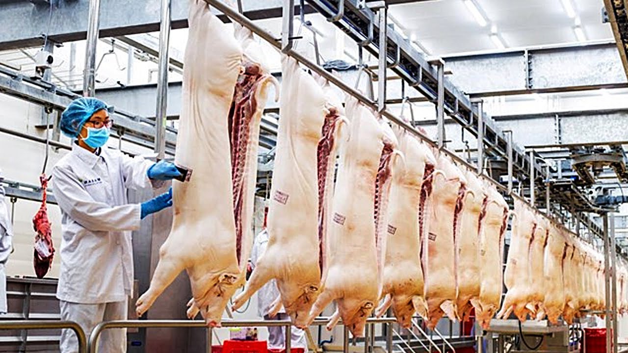 Inside Germany's High-Tech Pork Processing: Automated Farming and ...