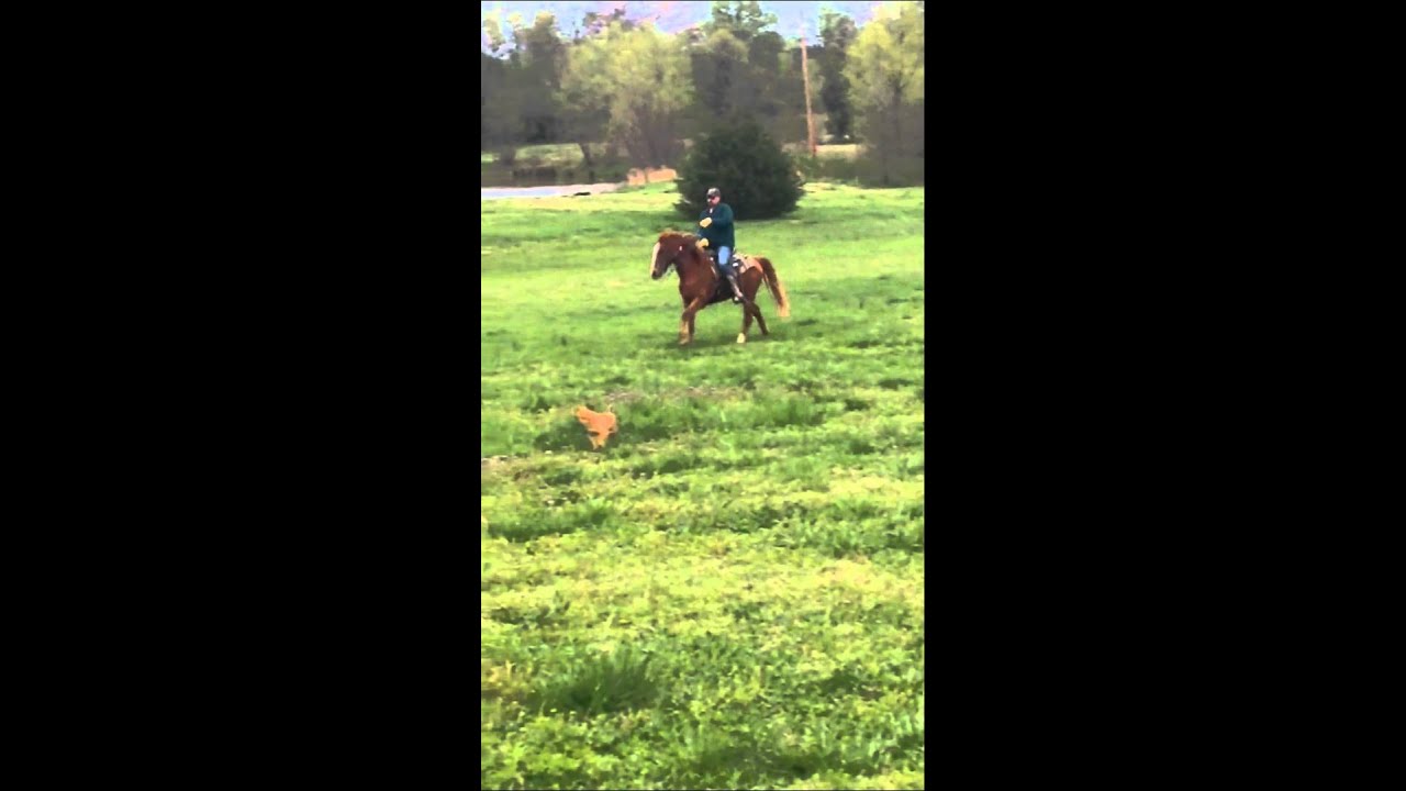 Missouri Fox Trotter rocking chair canter - YouTube