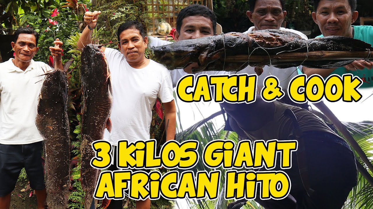 3 KILOS GIANT AFRICAN HITO LECHON | CATCH AND COOK - YouTube