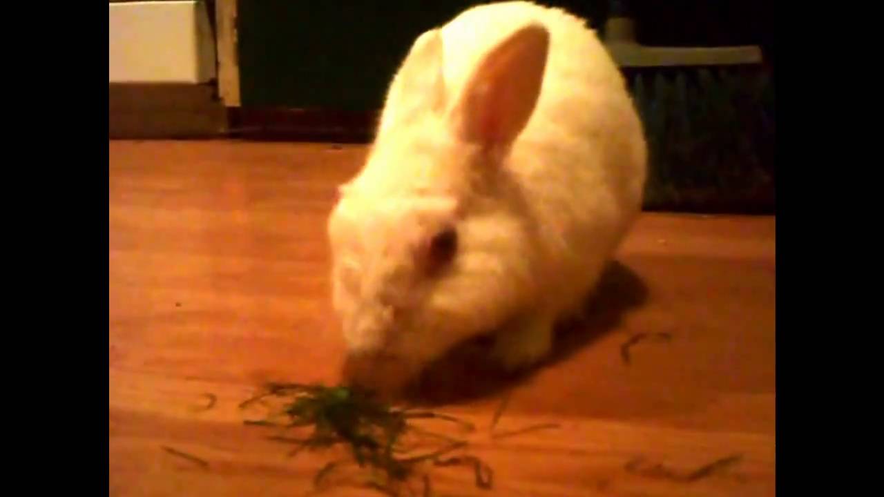 Albino Rabbit - YouTube