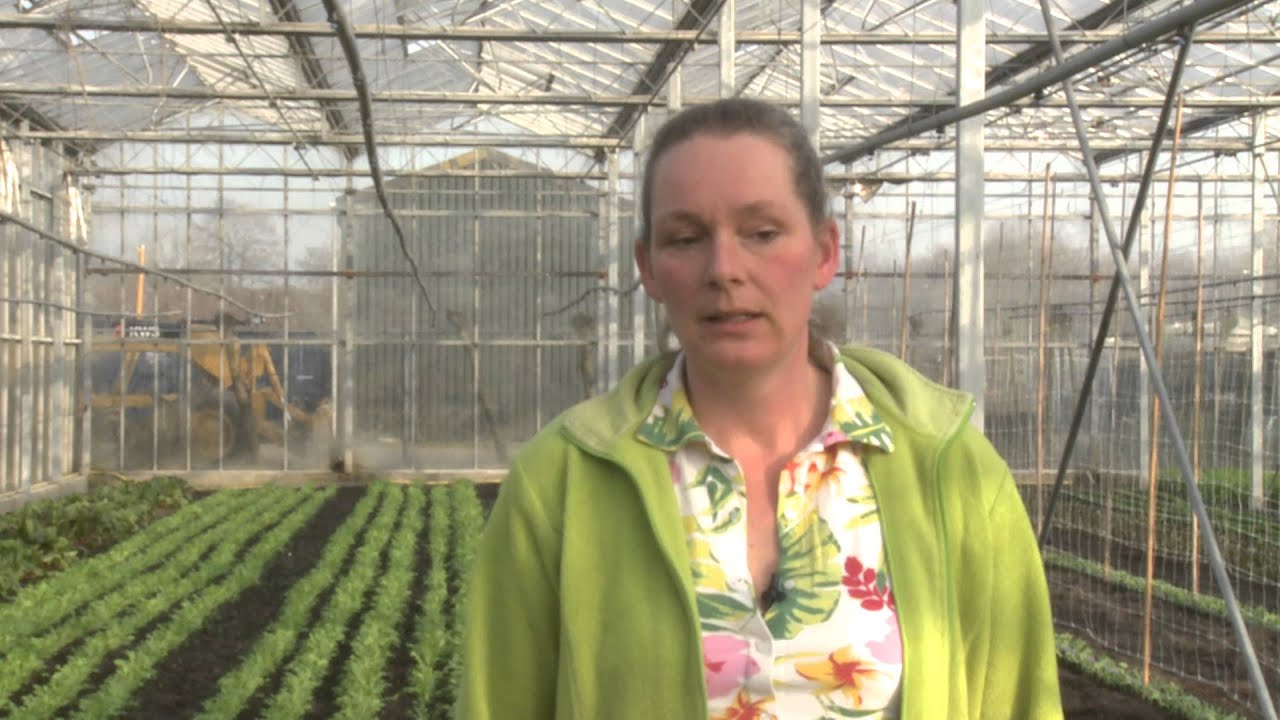 Groente kweken voor beginners - YouTube