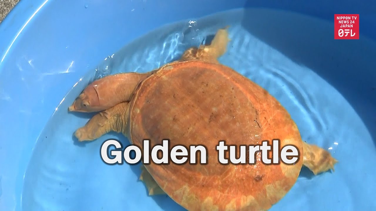 Man finds golden turtle in southwestern Japan - YouTube