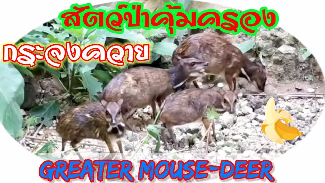 กระจงควาย (Greater mouse-deer) - YouTube