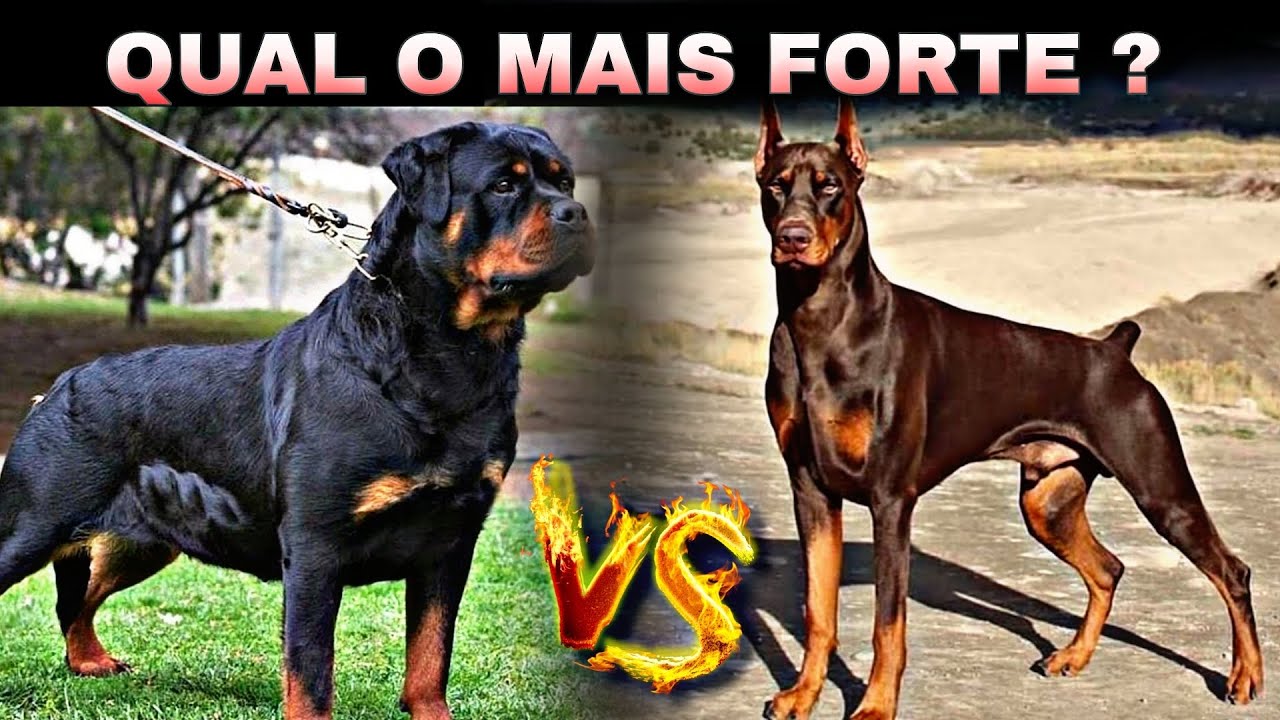 Doberman ou Rottweiler: Qual é o Mais Forte? (Comparação Final!) - YouTube