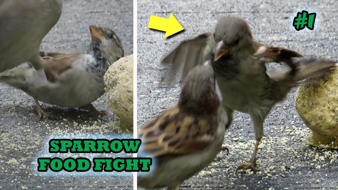 Sparrow Food Fight #1 - YouTube