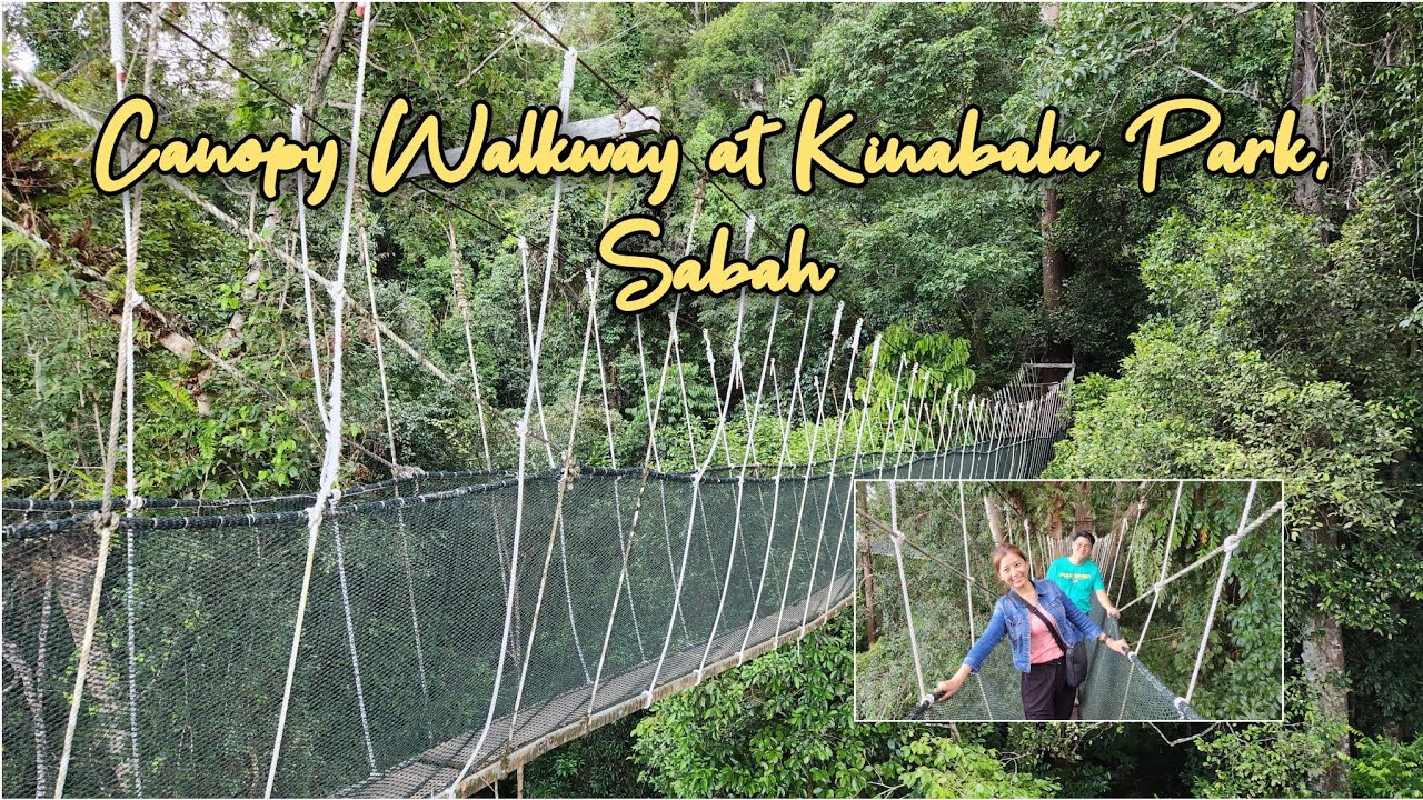 🇲🇾沙巴神山公园树顶吊桥 | Poring Canopy Walkway at Kinabalu Park, Sabah - YouTube