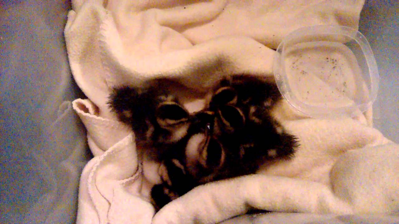 baby ducklings chirping - YouTube