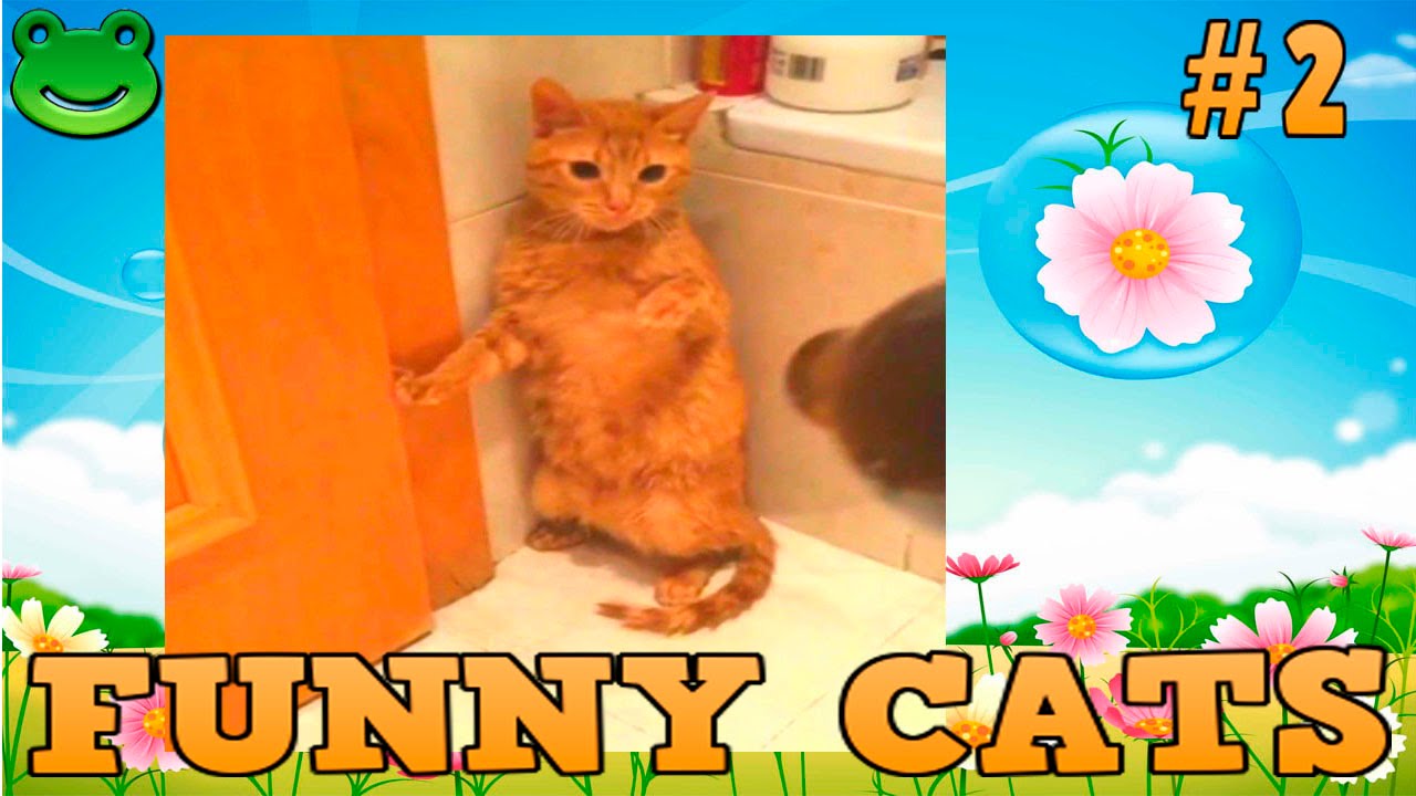 Best Funny Cats Compilation Funny Cat Videos 2 Прикольные Смешные коты