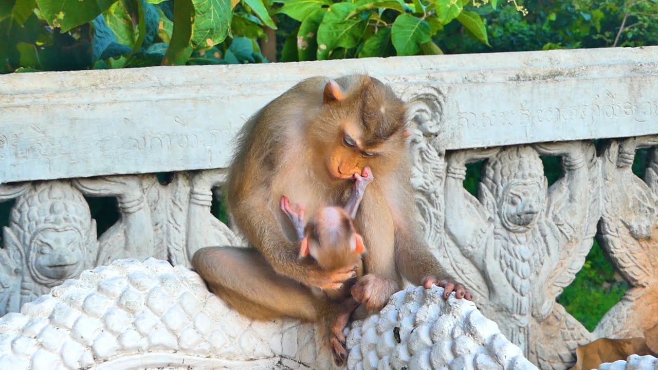 Adorable clip...baby monkey MARCO tries his mom MONNY to smile. - YouTube