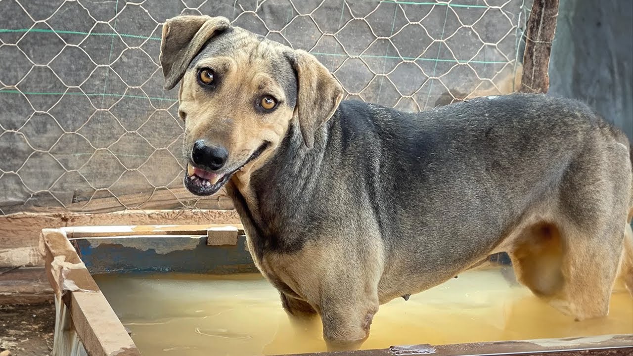 I adopted this dog from Aliens Funniest Dog Ever! - YouTube