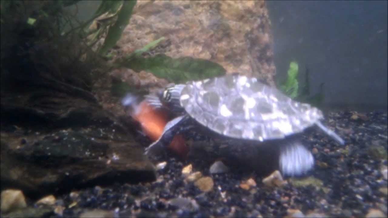 False Map Turtle Eating A Fish. - YouTube