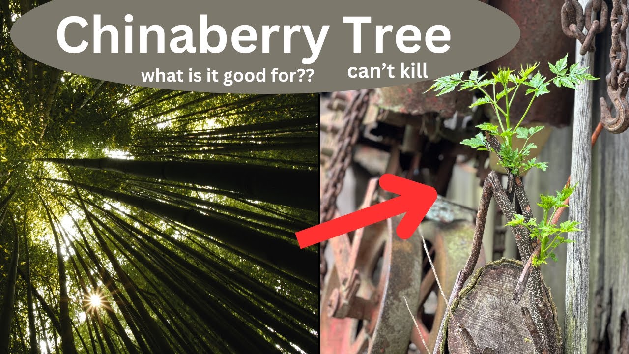 What is a chinaberry tree? - YouTube