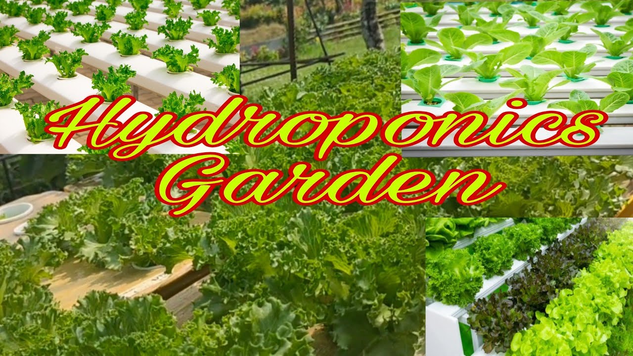 Hydroponics Garden In The Philippines - YouTube