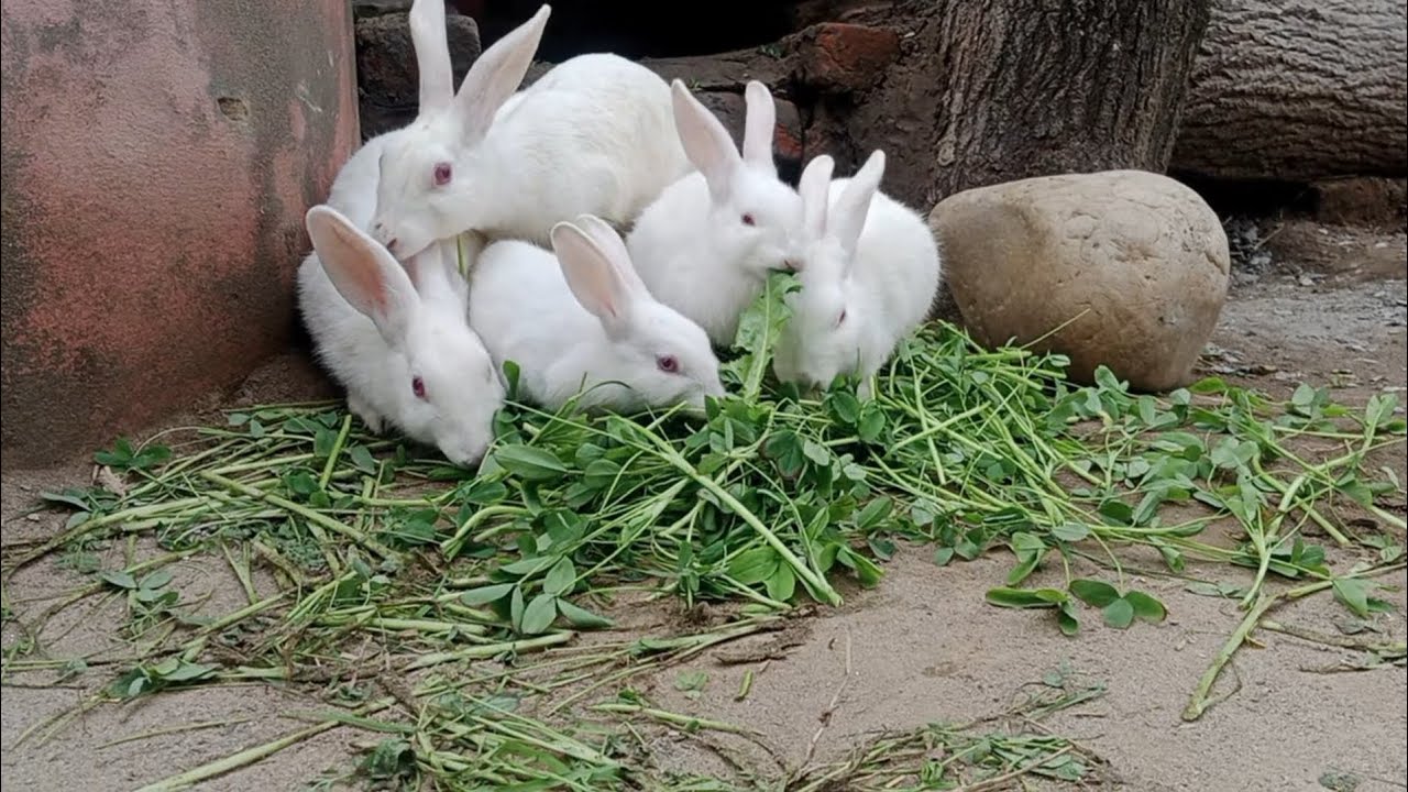 Rabbit Relaxing Video / Rabbit Discovery / Rabbit Eating Video / Rabbit ...