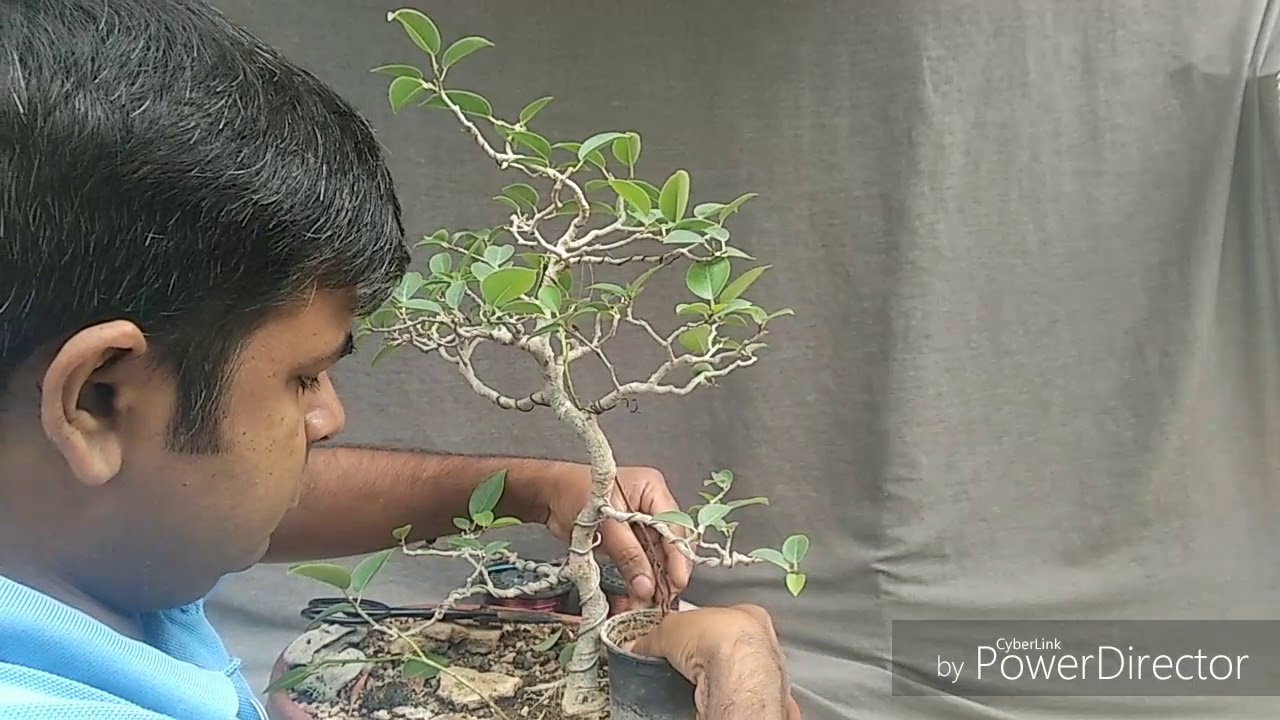 How to approach graft on ficus?pinching? - YouTube