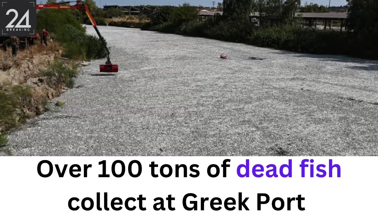 Masses of dead fish heap Greek port after flooding | 24 Breaking - YouTube
