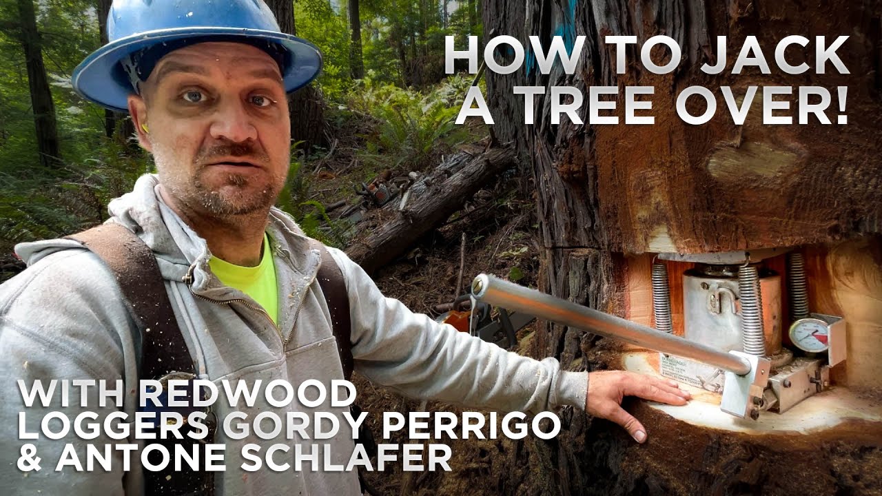 How To Jack A Tree Over! - YouTube