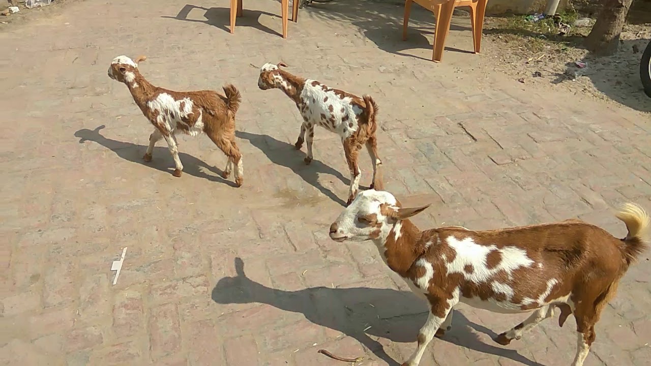 Barbari Goats of 1st biyat.(1) - YouTube