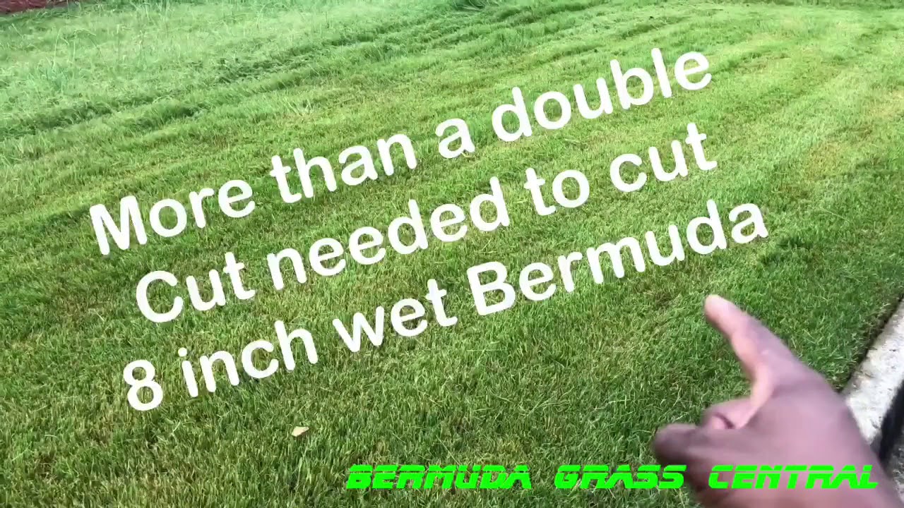 Cutting wet Bermuda Grass - YouTube