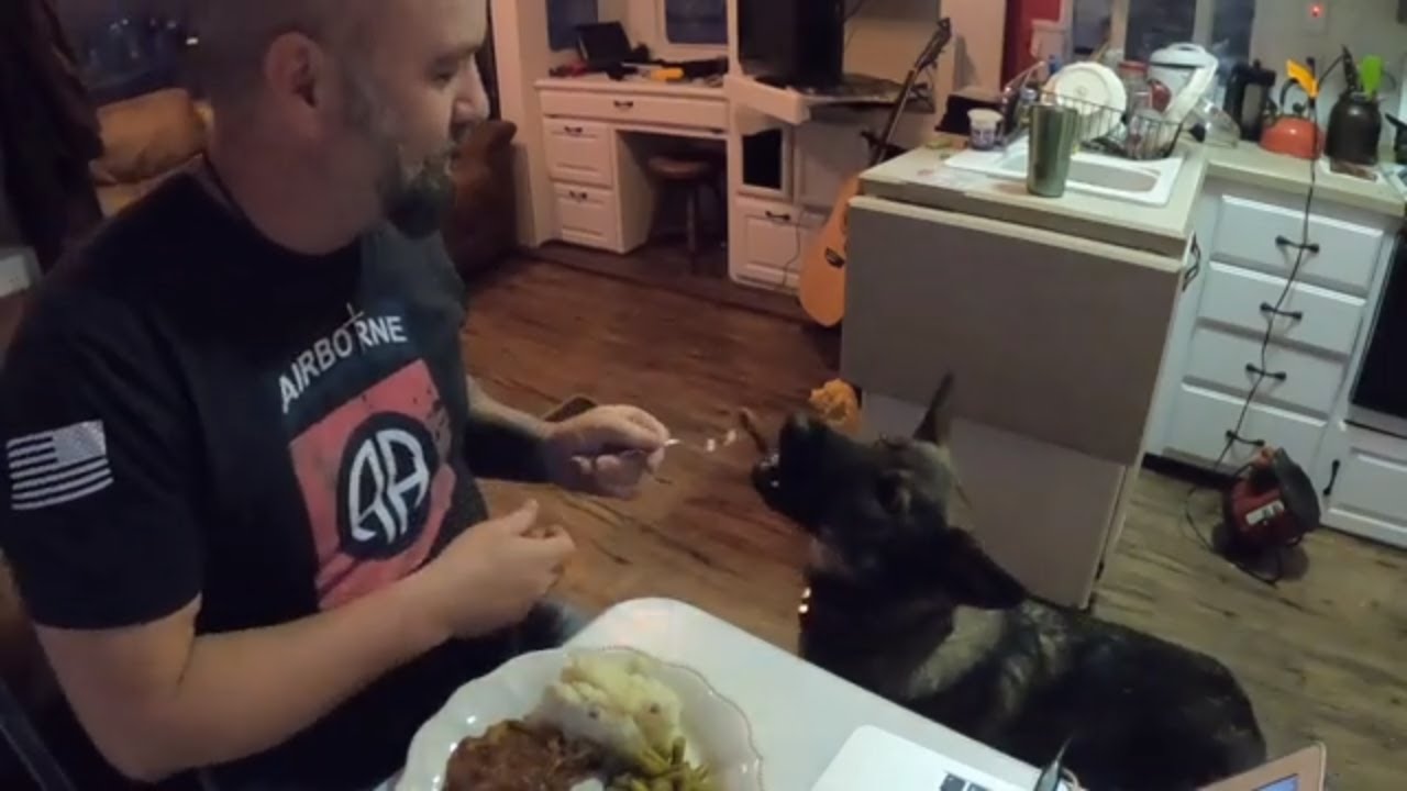 Veteran Service Dog Eats From Fork- Do Dogs Like Garlic Mashed Potatoes ...