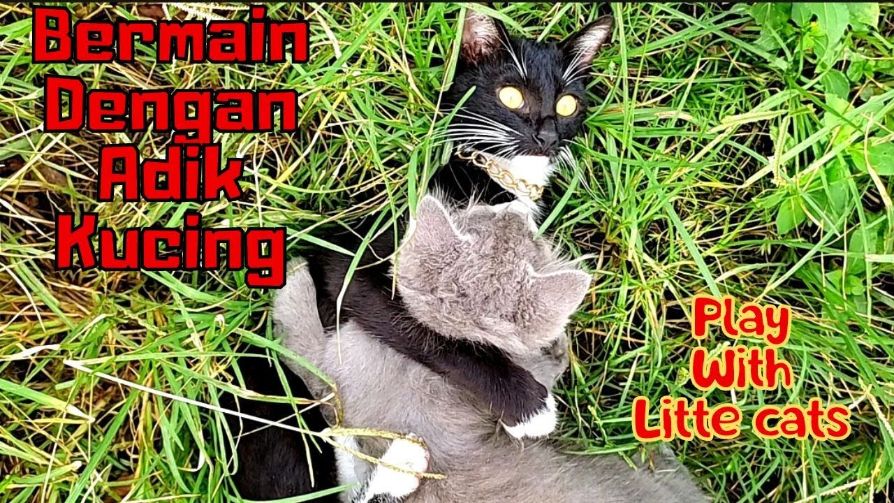 Kucing Lucu Tuxedo Bermain Di Rumput Bersama Adik Kucing | Cute Tuxedo ...
