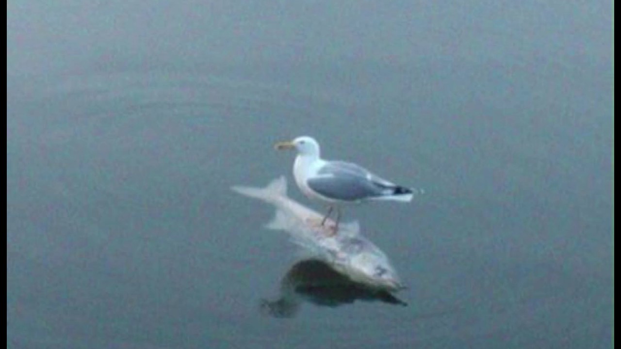 Triptil - Aiurea`n Tramvai - YouTube