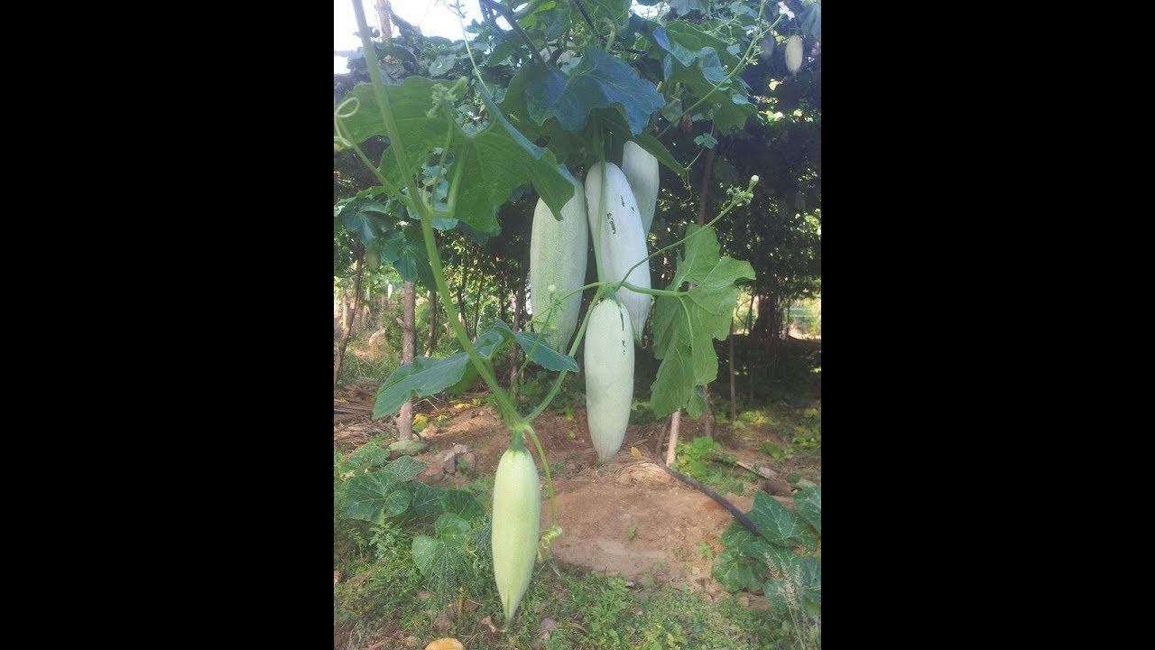 pathola wagawa පතෝල වගාව sank groud cultivation srilanka Home gardening ...