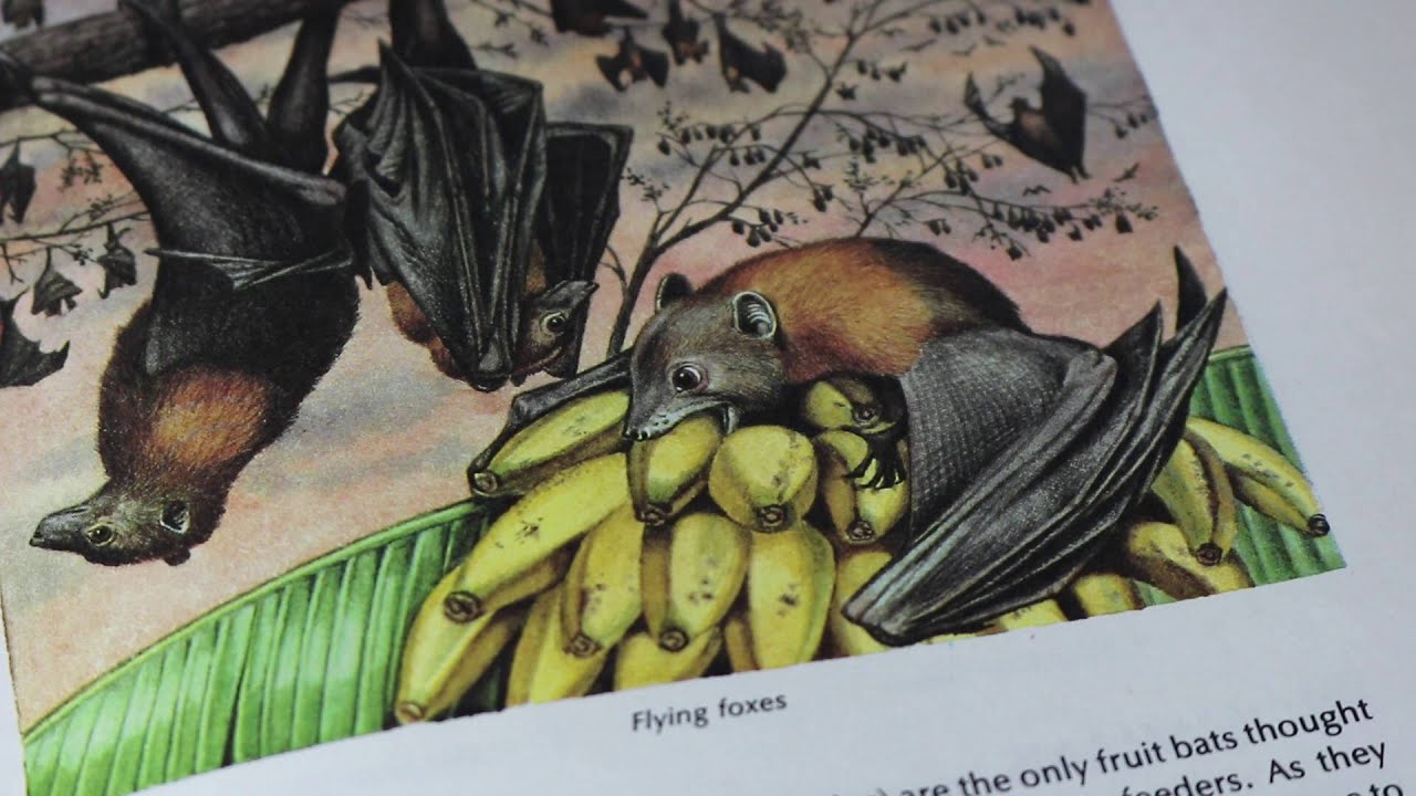 FREE HD Color Illustrations of Bat Varieties - YouTube