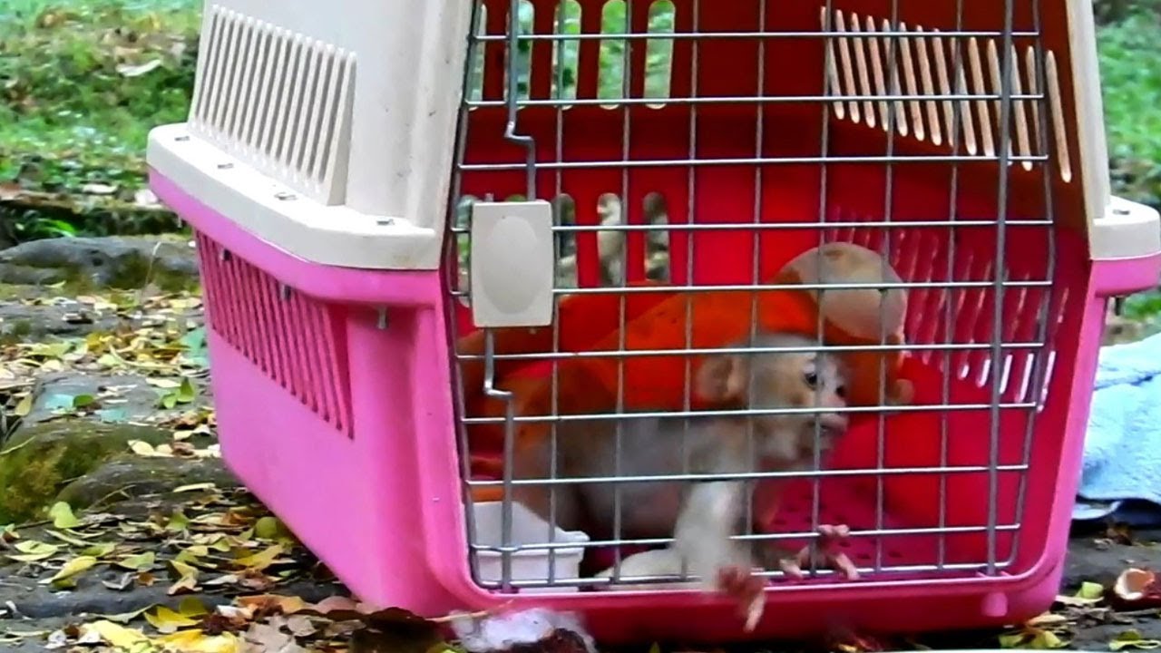 Welcome New Cage nori BB want to eat food more and play play with ...