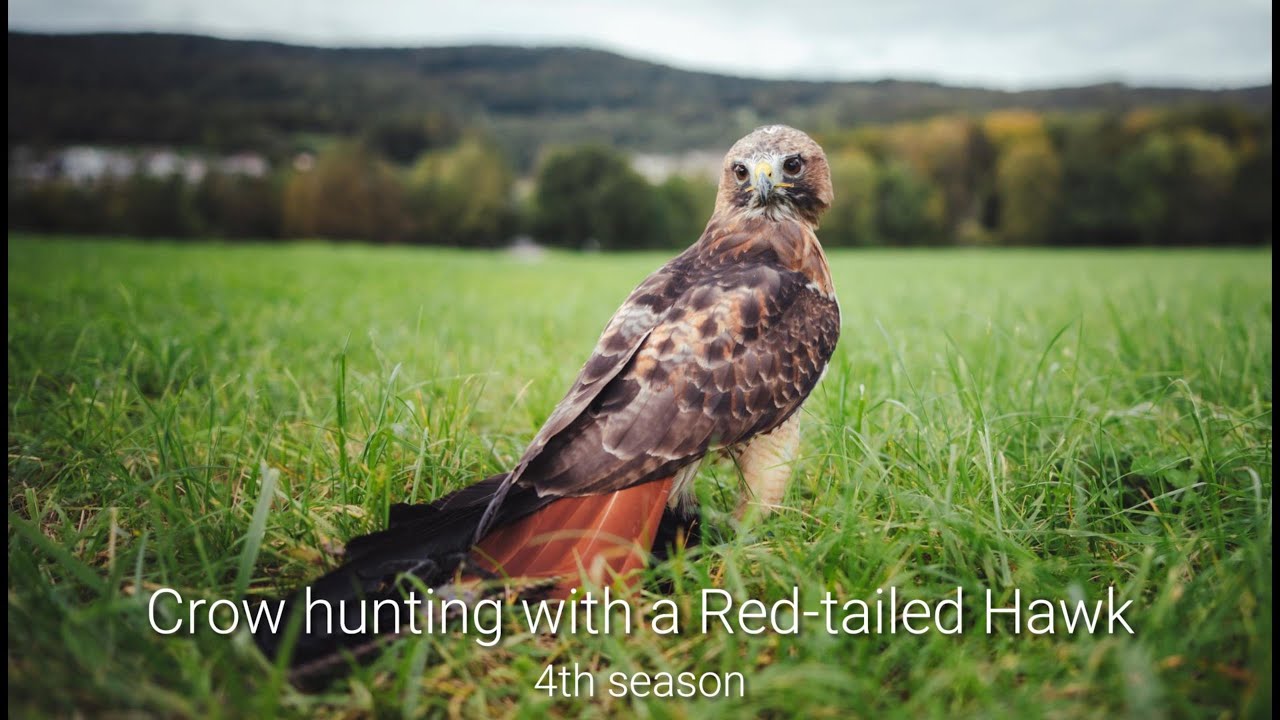 Car hawking with a Red-tailed Hawk, our 4th Season - YouTube