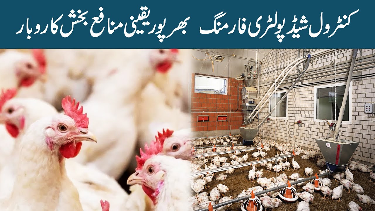 Control Shed Poultry Farming aik Munafa Bakhsh Karobar | Poultry ...