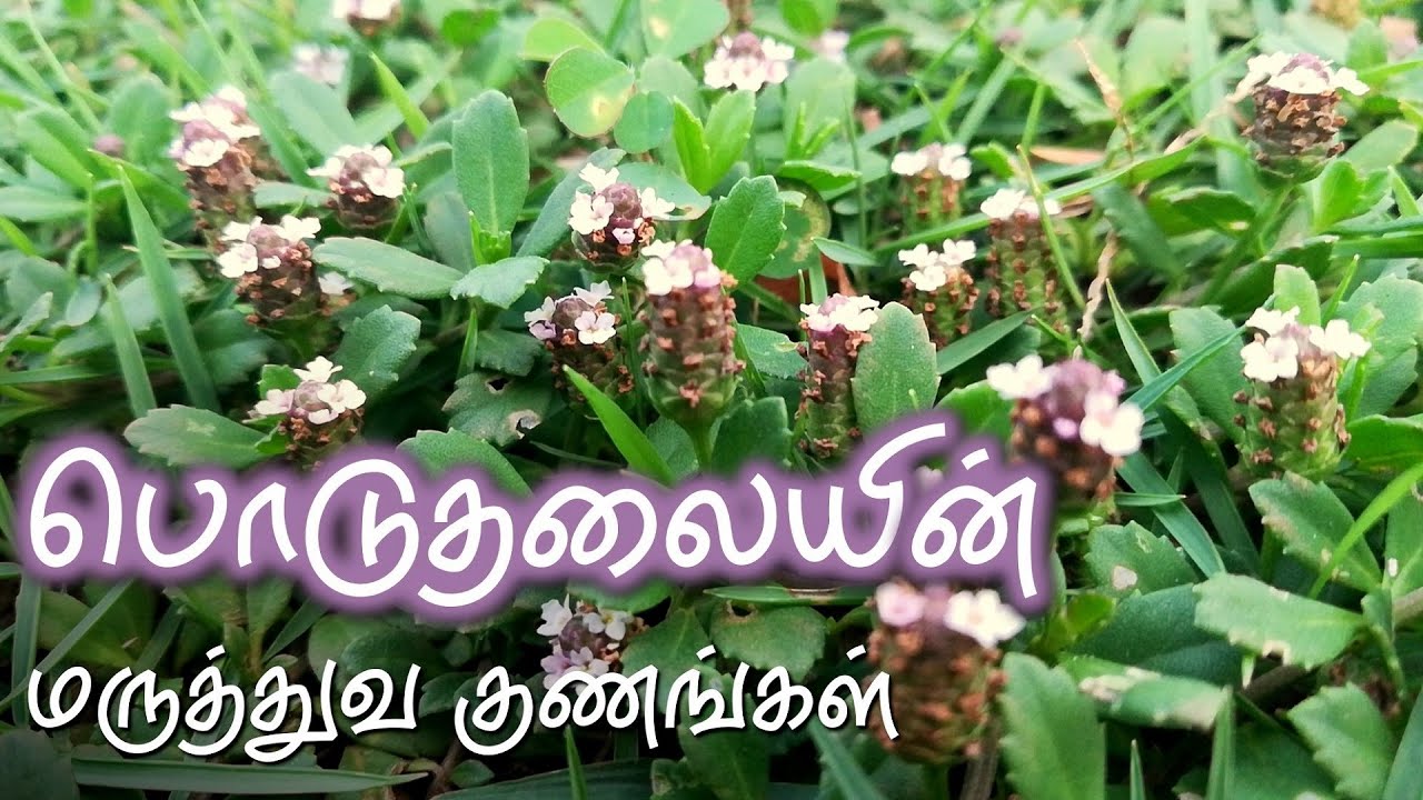 பொடுதலையின் மருத்துவ குணங்கள் | Poduthalai | Phyla Nodiflora - YouTube