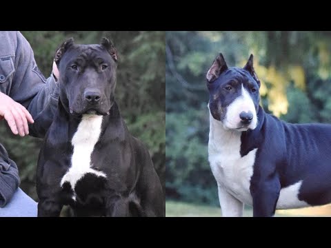 El Real Moloso Presa Mayo - YouTube