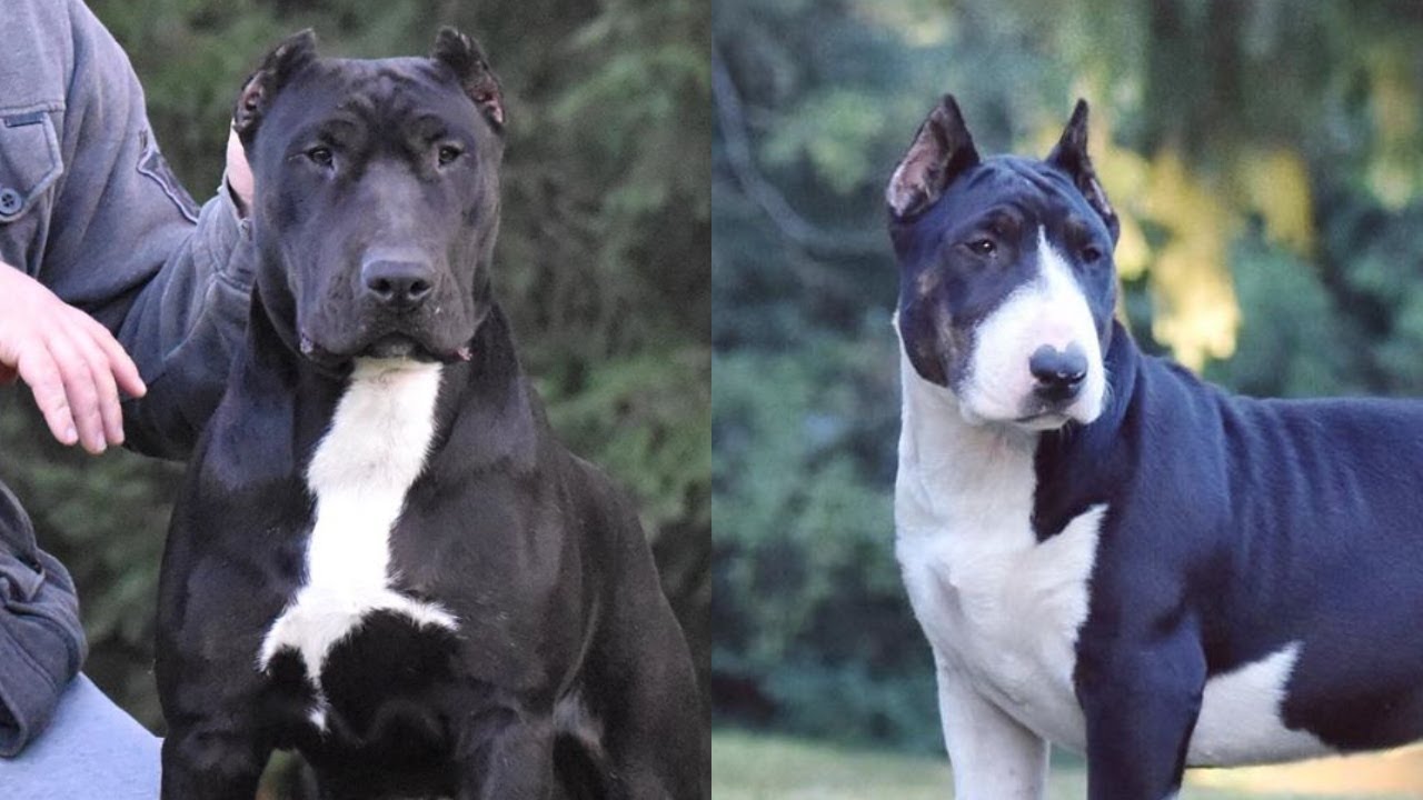 Moloso presa mayo a si es el aspecto intimidante de esta raza - YouTube