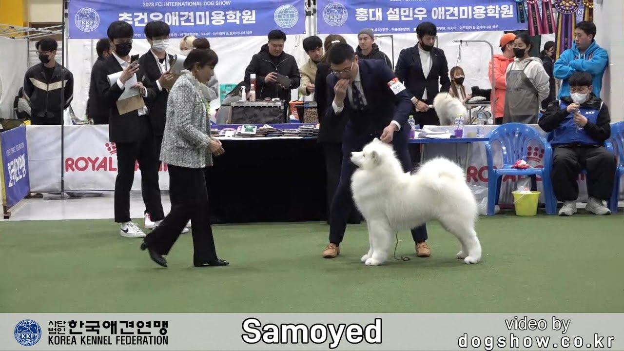 2023 서울 FCI 국제 도그쇼(Samoyed) - YouTube