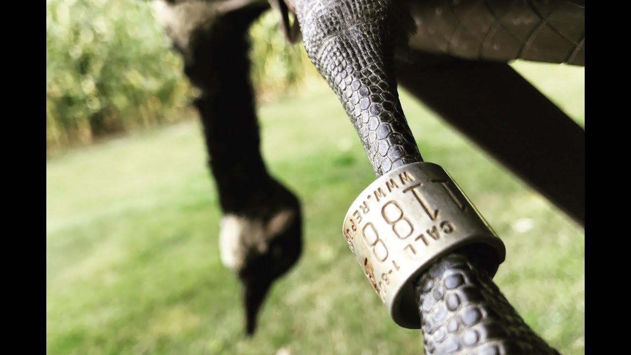 2017 Early Goose Season with Bands! - YouTube