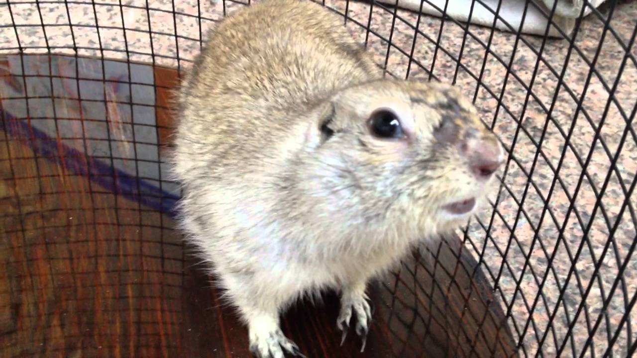 Richardsons squirrel or Dak Rat in for toothy troubles - YouTube